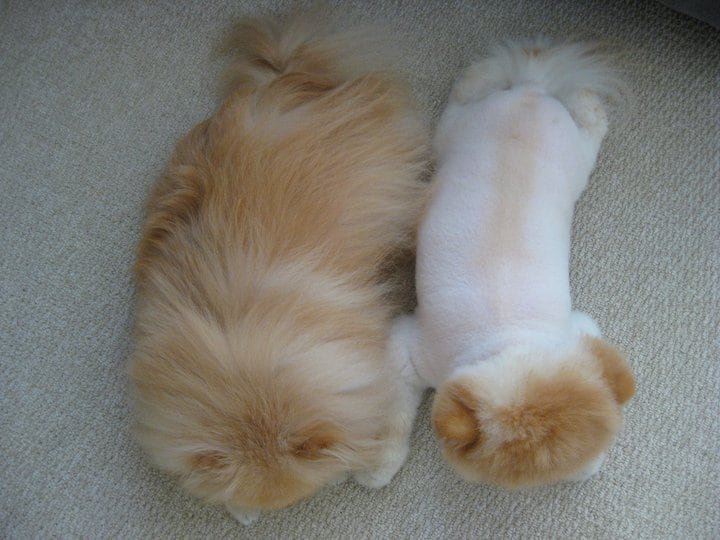 Maak kennis met Boo, de schattigste hond ter wereld | Het Parool