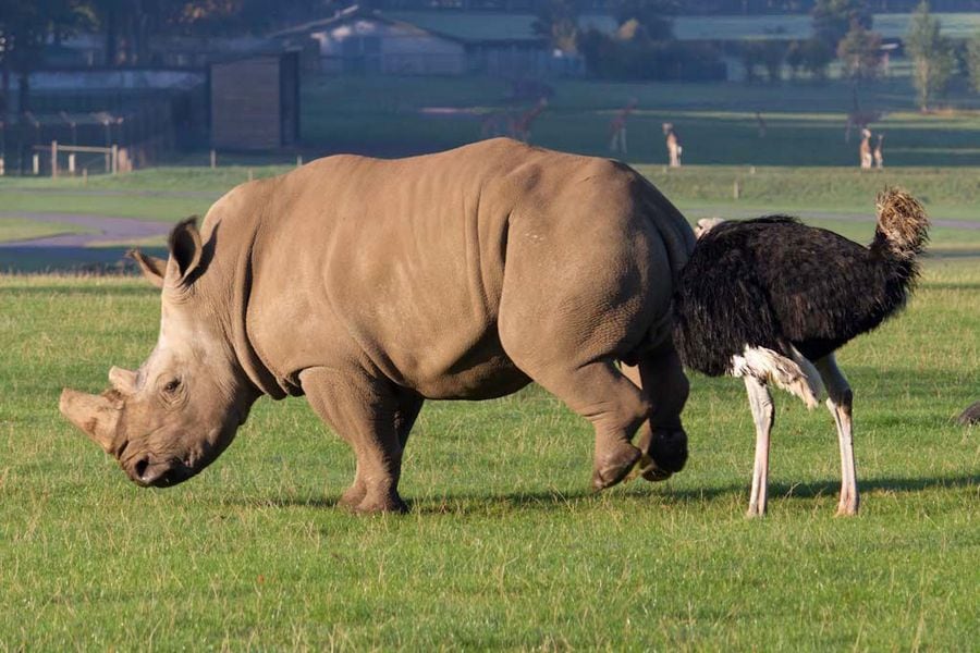 Struisvogel ongewenst intiem met neushoorn | Het Parool