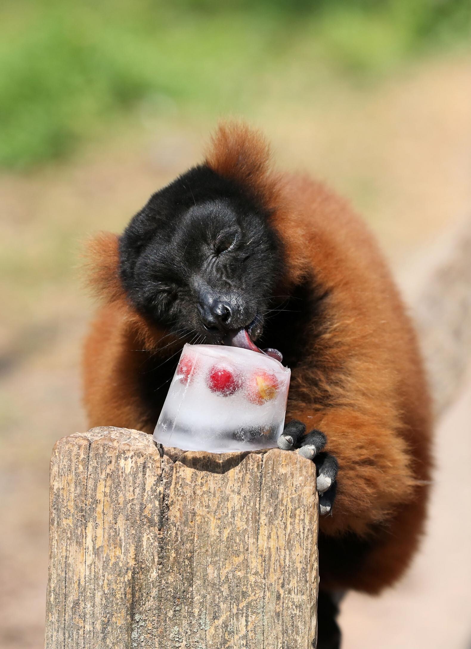 Natuur heeft het zwaar met de droogte | Het Parool