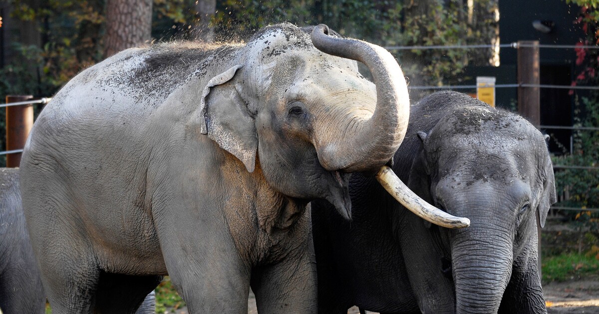 Olifantentraining landmijnen 1-april grap | Het Parool