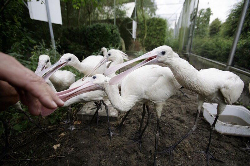 Mooie en grote dieren beter beschermd | Het Parool