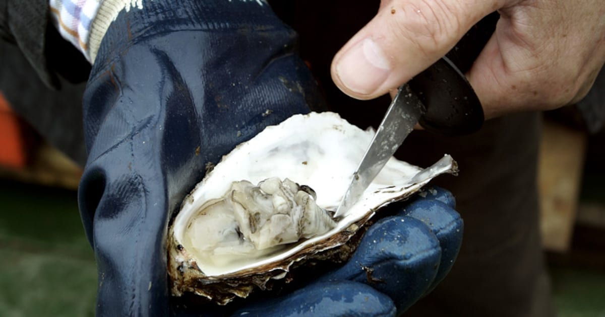 Oesterloze kerst dreigt in Frankrijk door virus | Het Parool
