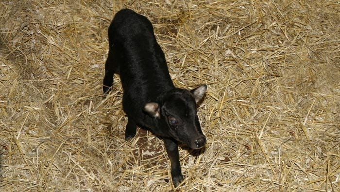 Voor het eerst anoa geboren in Artis | Het Parool