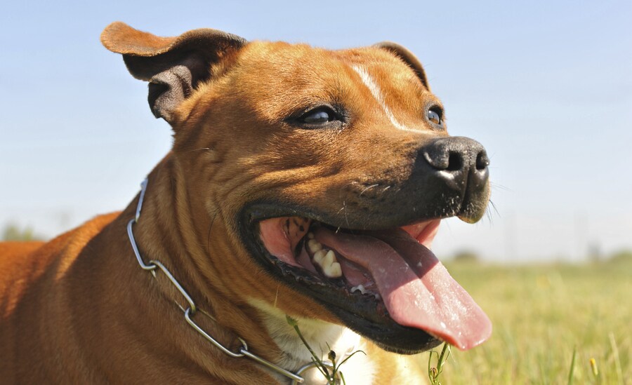 Pitbull Bruin American Pit Bull Terrier Dog Breed Information And