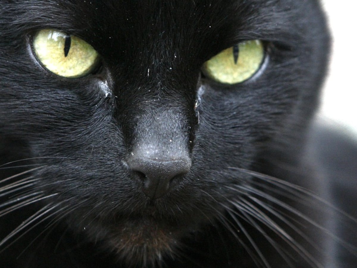 Ultieme Zwarte Kat Deel Je Verhaal | Amivedi