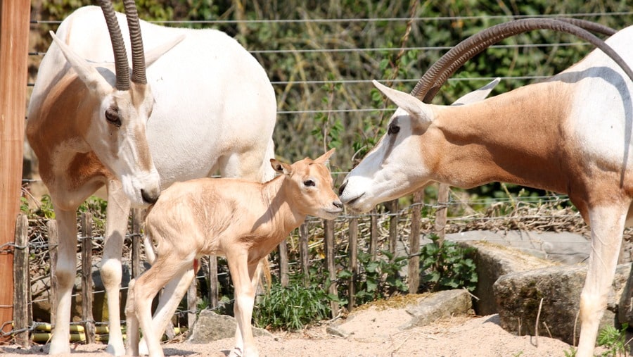 Weer algazel geboren in Artis | Het Parool