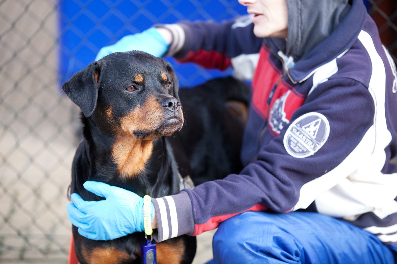 Gedetineerden trainen asielhonden achter tralies - met succes | Het Parool