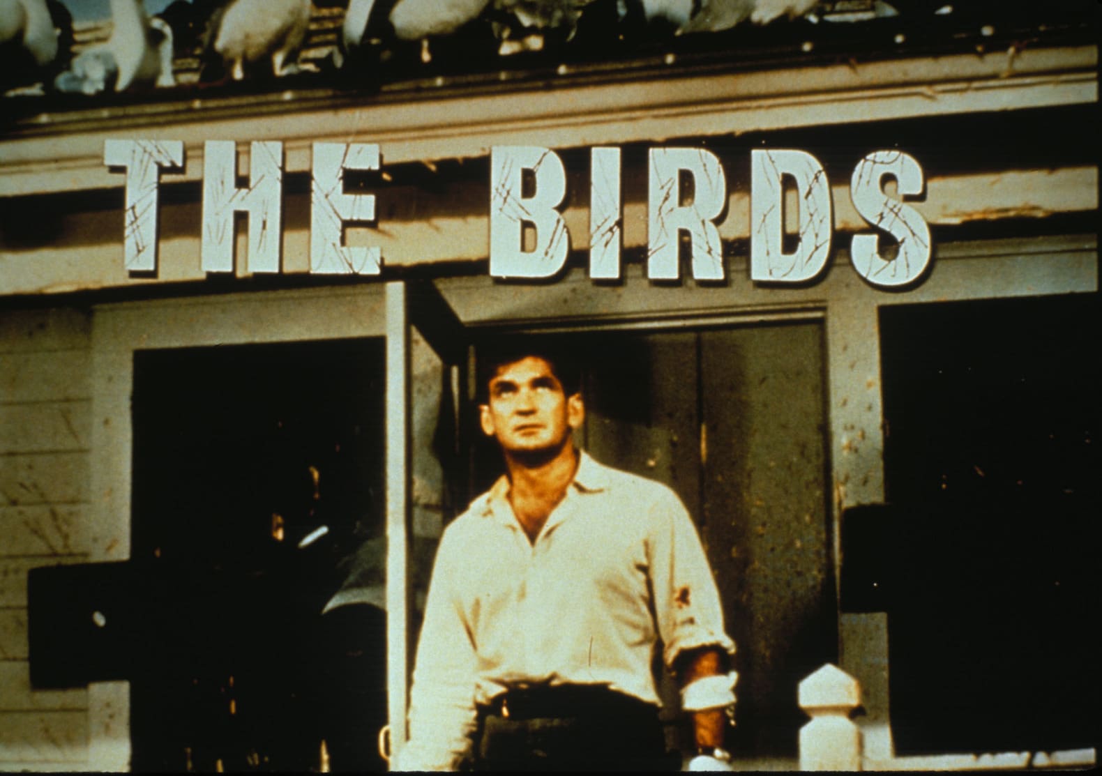 Acteur Rod Taylor ('The birds') op 84-jarige leeftijd overleden | Het ...