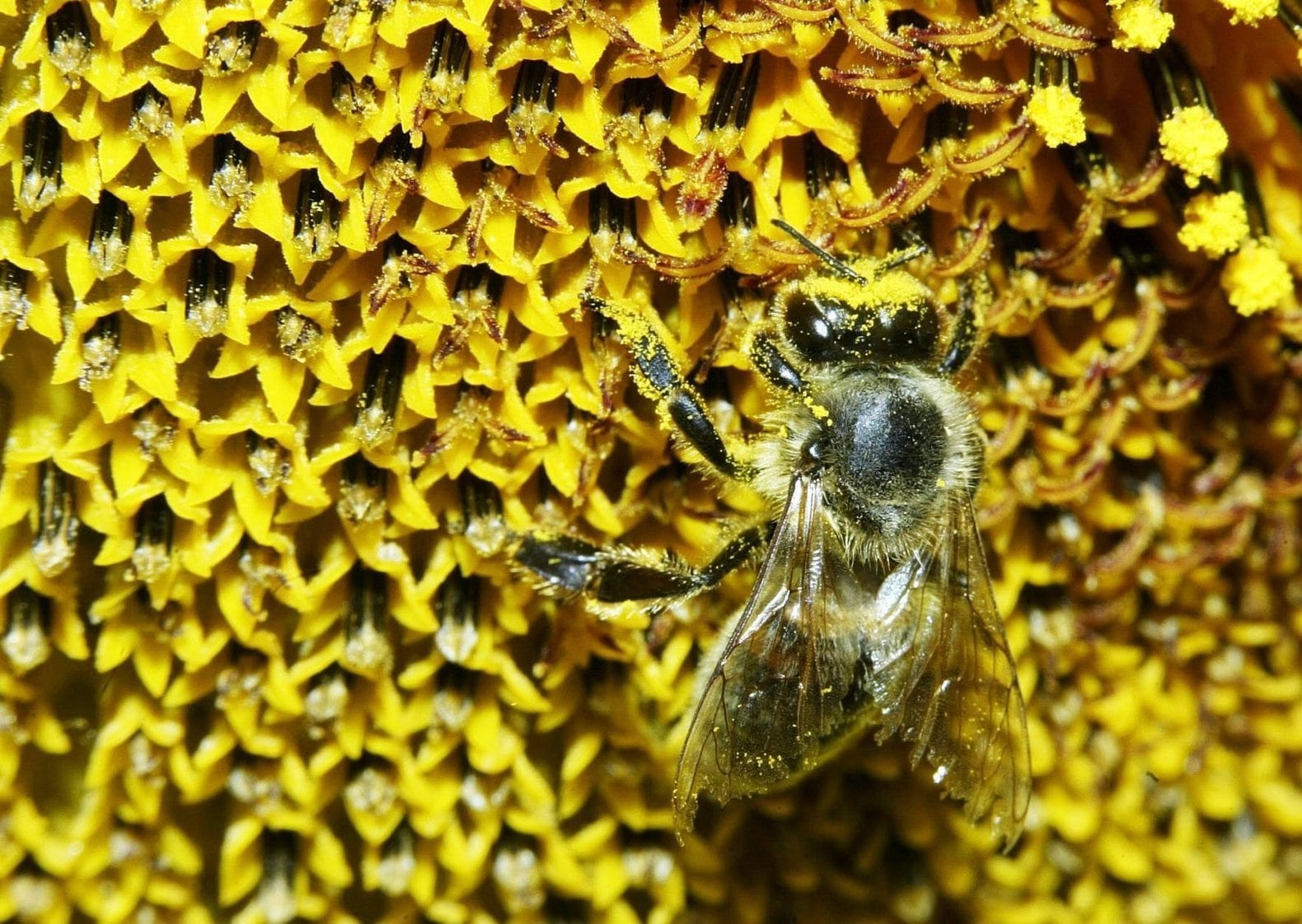 Het gaat overal slecht met de bij, behalve in Amsterdam | Het Parool