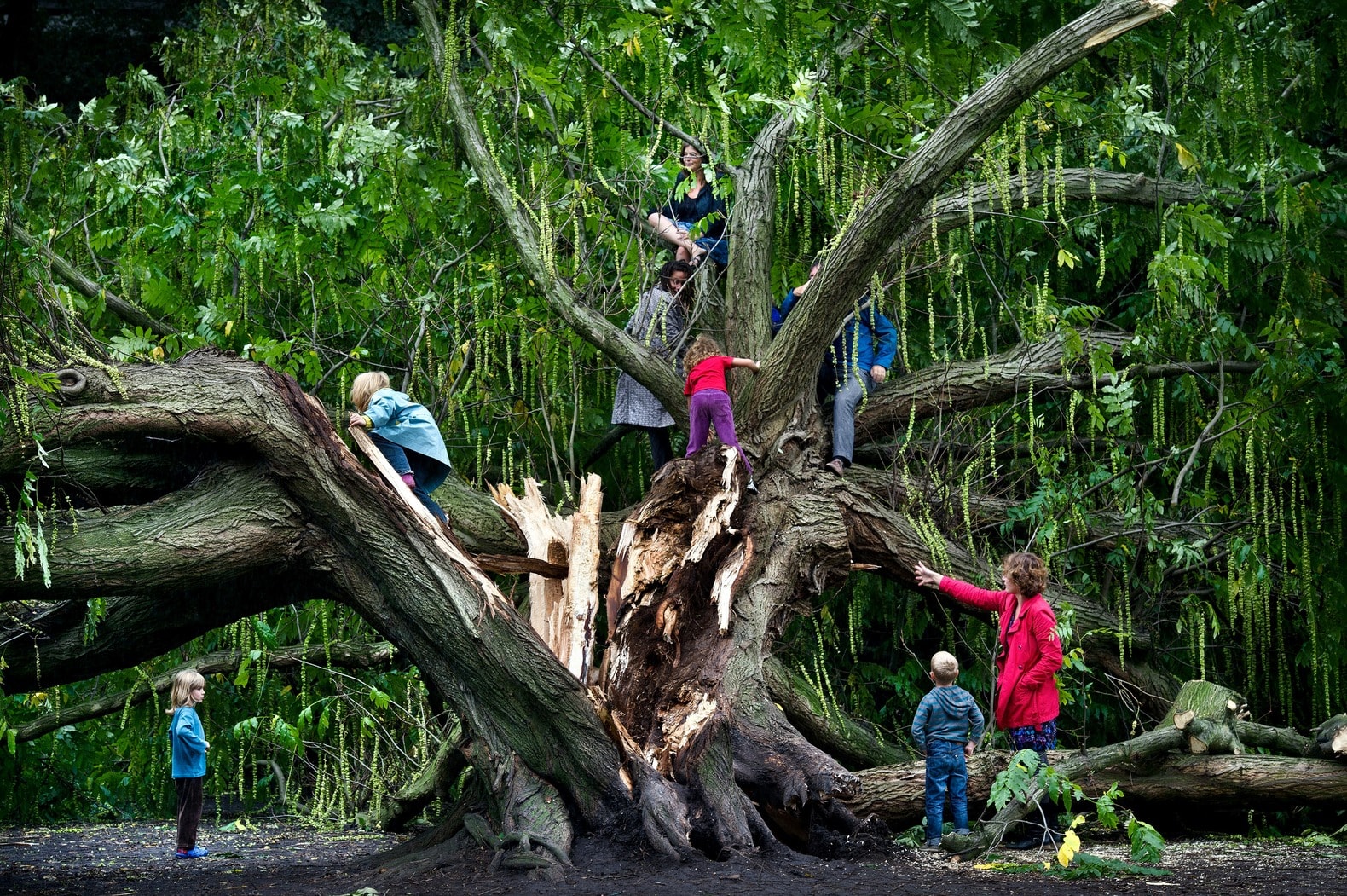 'Amsterdammers hoeven niet angstig naar bomen te kijken' | Het Parool