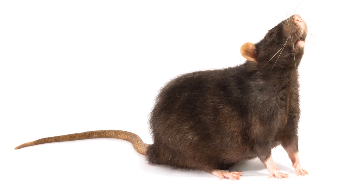 Hoe gevaarlijk is de Amsterdamse rat? | Het Parool