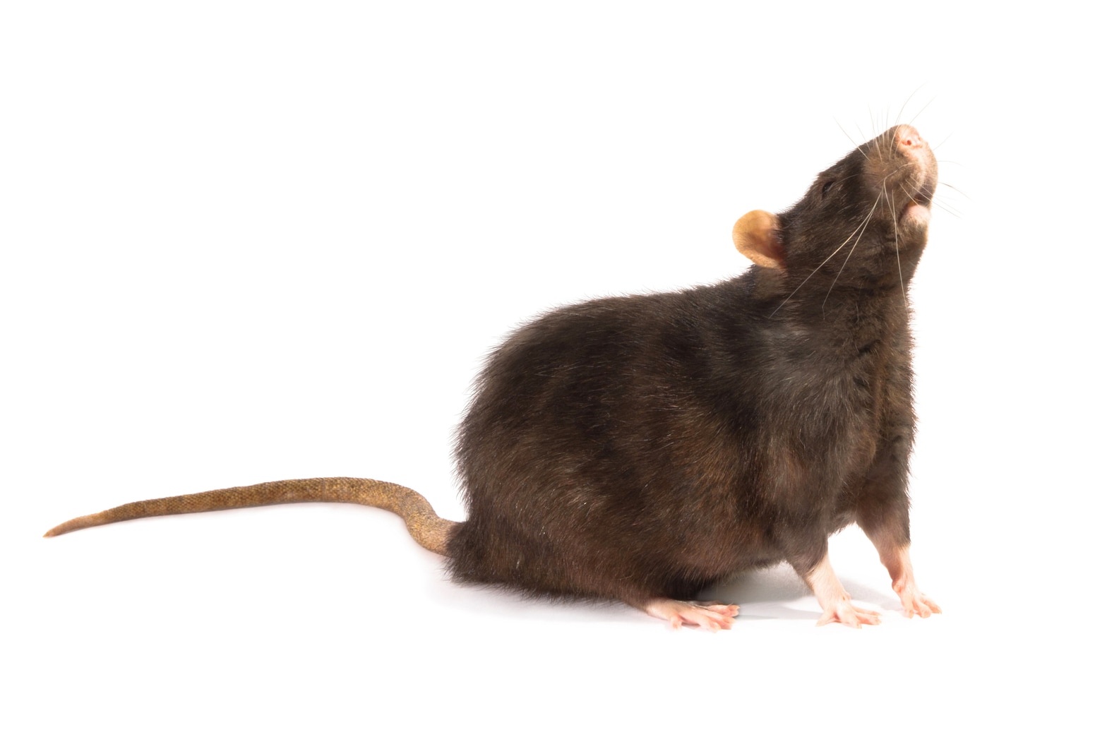 Hoe gevaarlijk is de Amsterdamse rat? | Het Parool