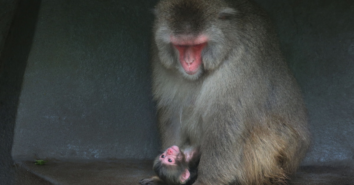 Japanse makaak geboren in Artis | Het Parool