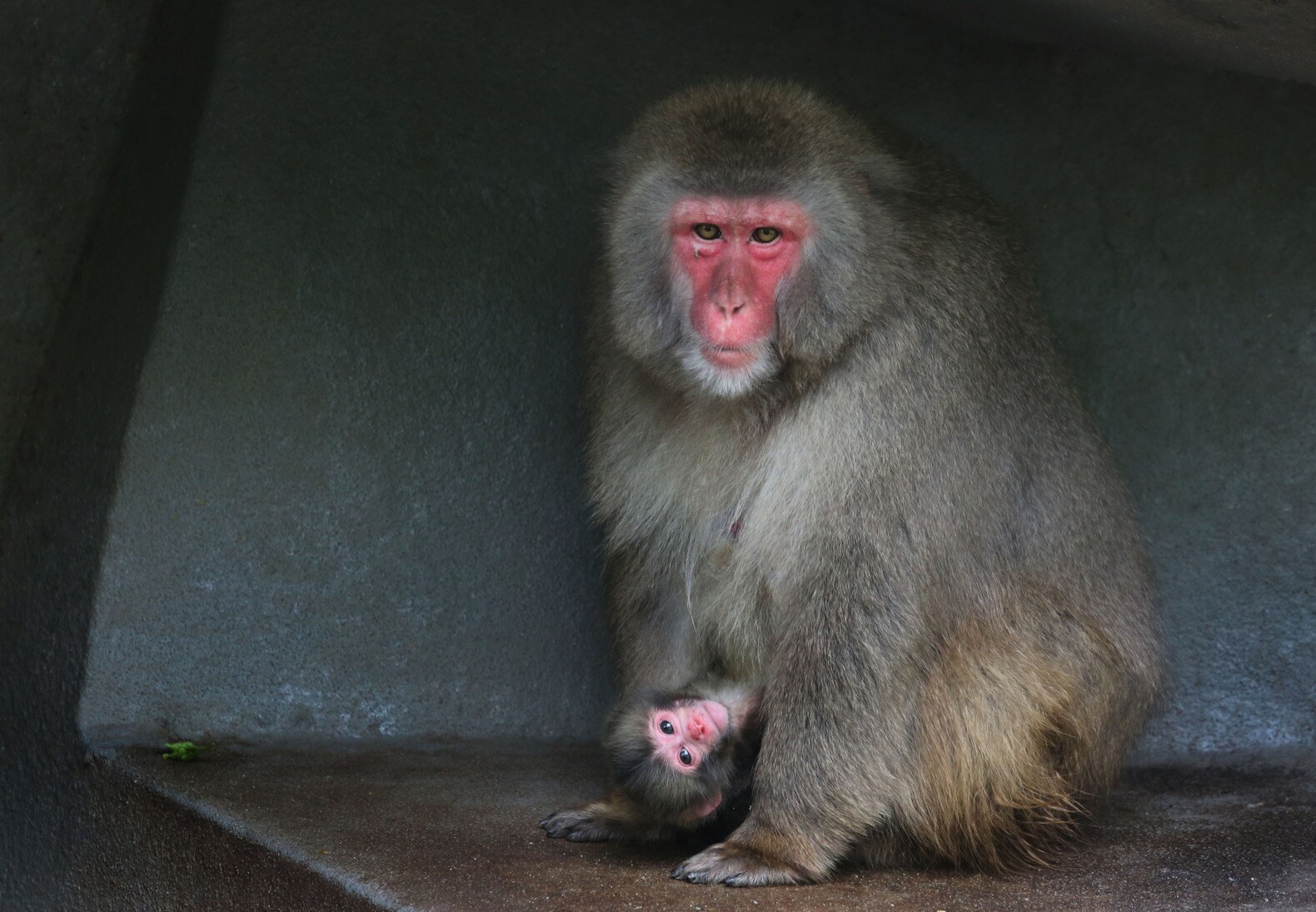 Japanse makaak geboren in Artis | Het Parool