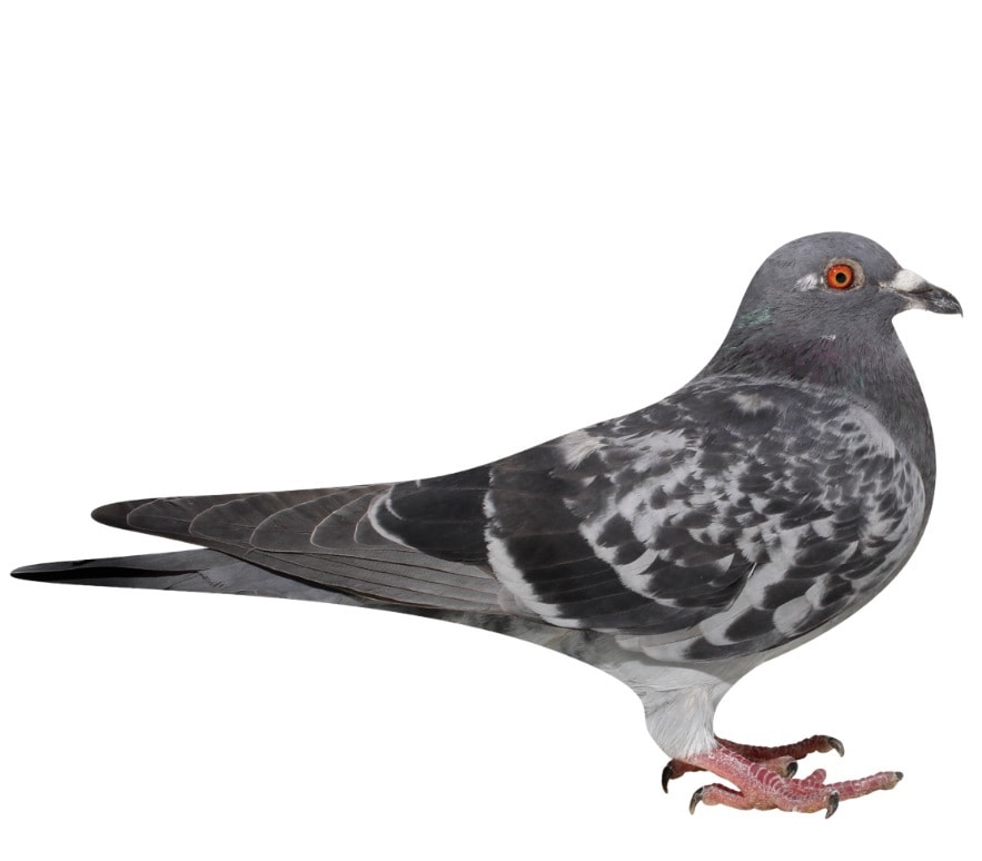 Die ellendige Amsterdamse stadsduif mag er best zijn | Het Parool