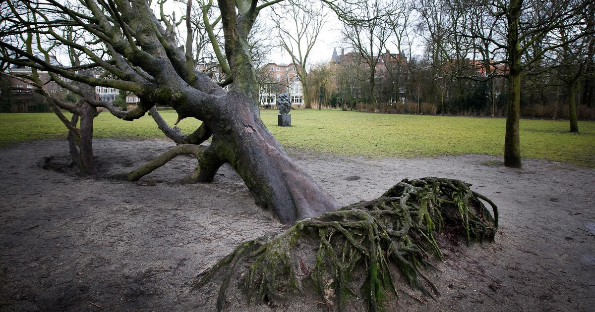 Dit zijn de meest markante bomen van Amsterdam | Het Parool