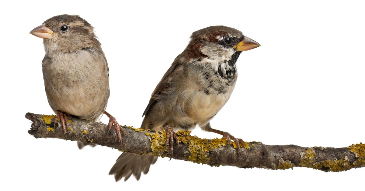 De Amsterdamse huismus maakt een comeback | Het Parool