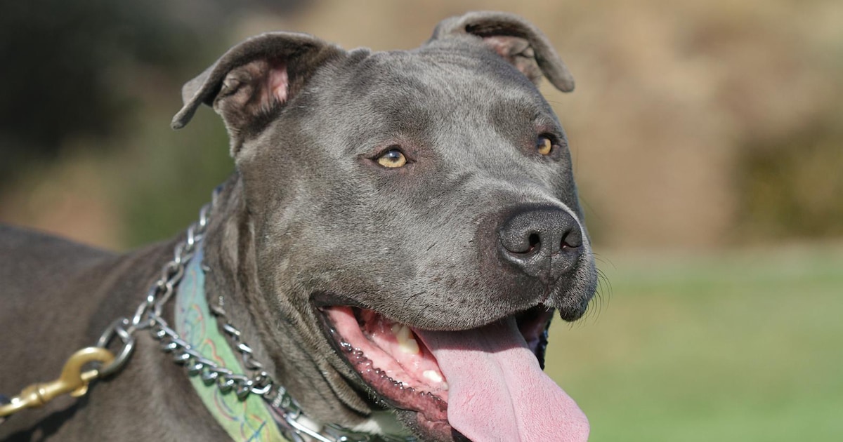 Verplichte cursus voor baasjes gevaarlijke hondensoorten | Het Parool