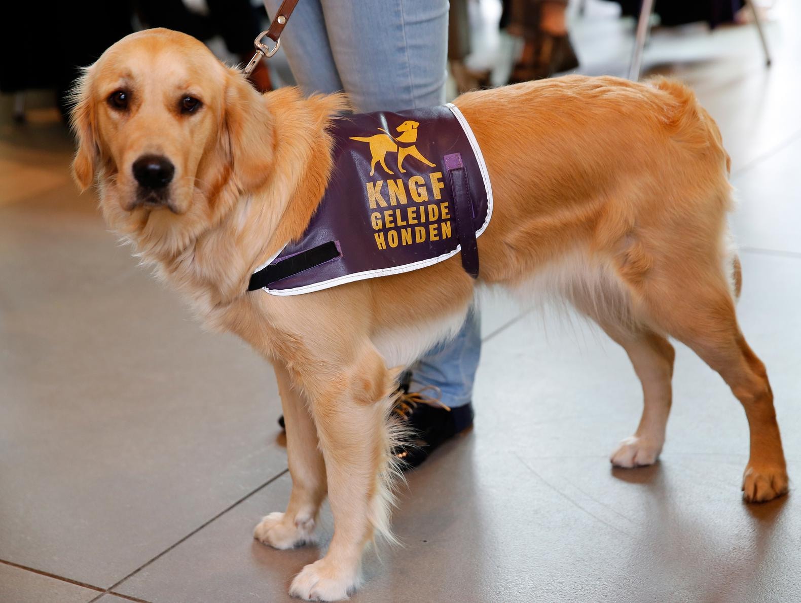 Deze aaibare pups zijn minder vrijblijvend dan een gewone hond | Het Parool