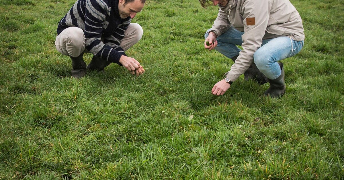 Kruiden plukken voor 'onkruidenboter' en voor de weidevogels | Het Parool