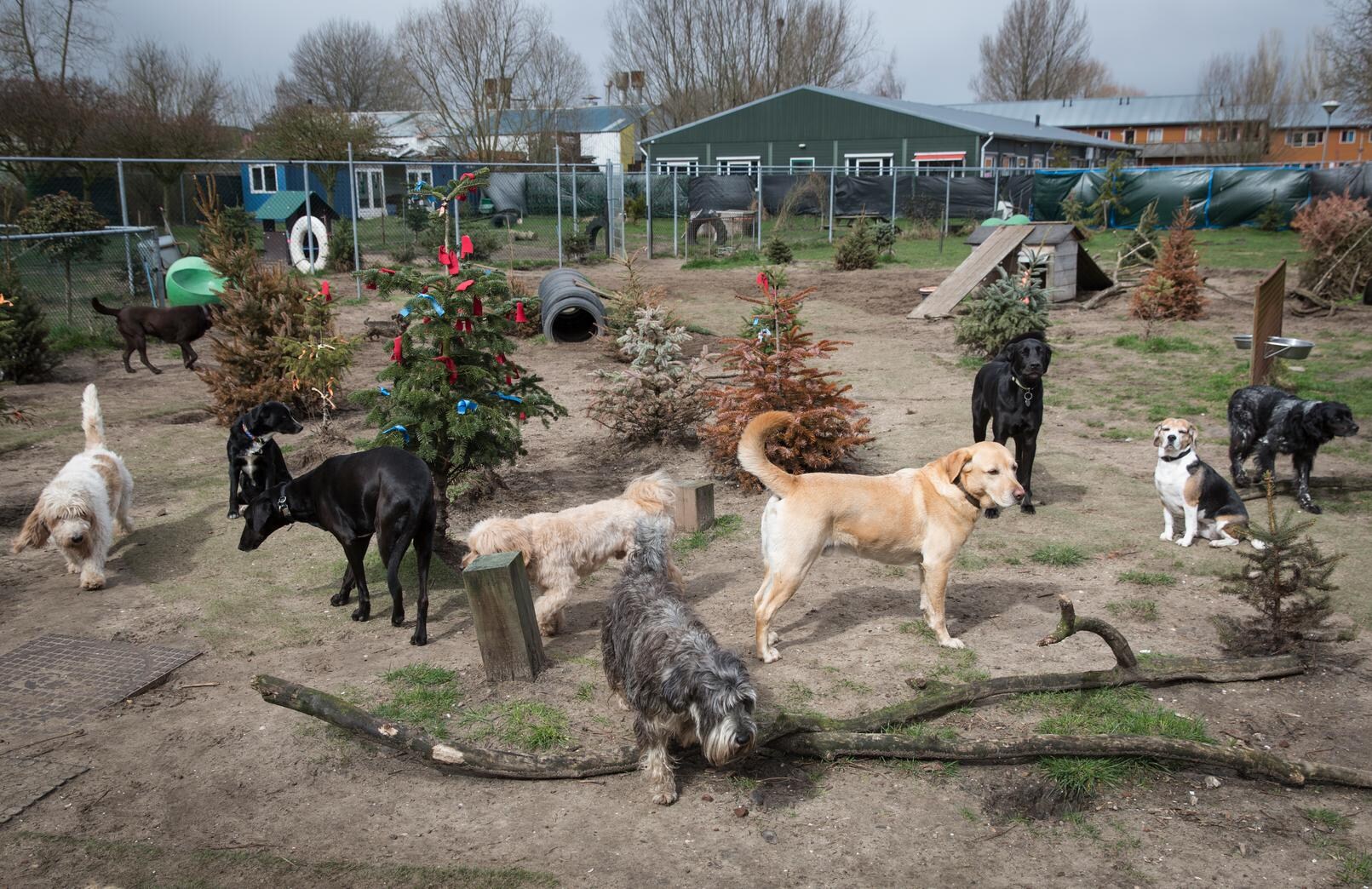 Bij hondencrèche Doggiedog ravotten honden de hele dag | Het Parool