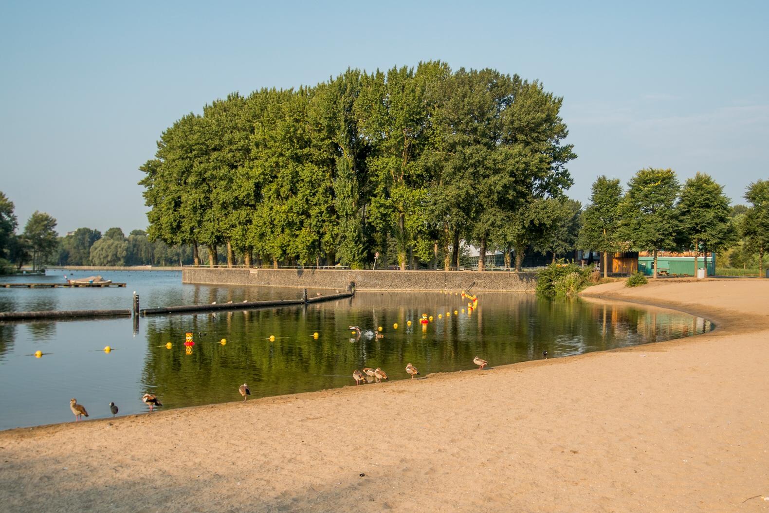 Uitzonderlijk warm water perfecte habitat voor blauwalg | Het Parool