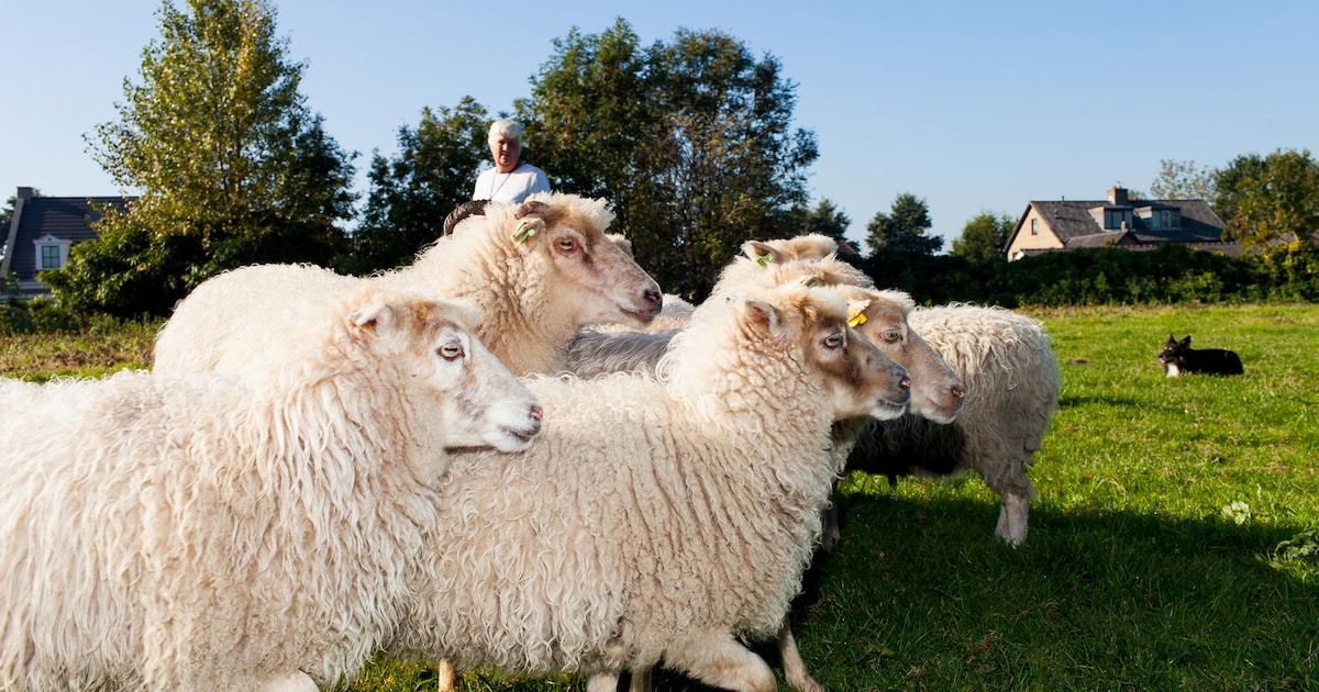 Sylvia Passchier is schaapherder in Amsterdam: 'Elk schaap is anders ...