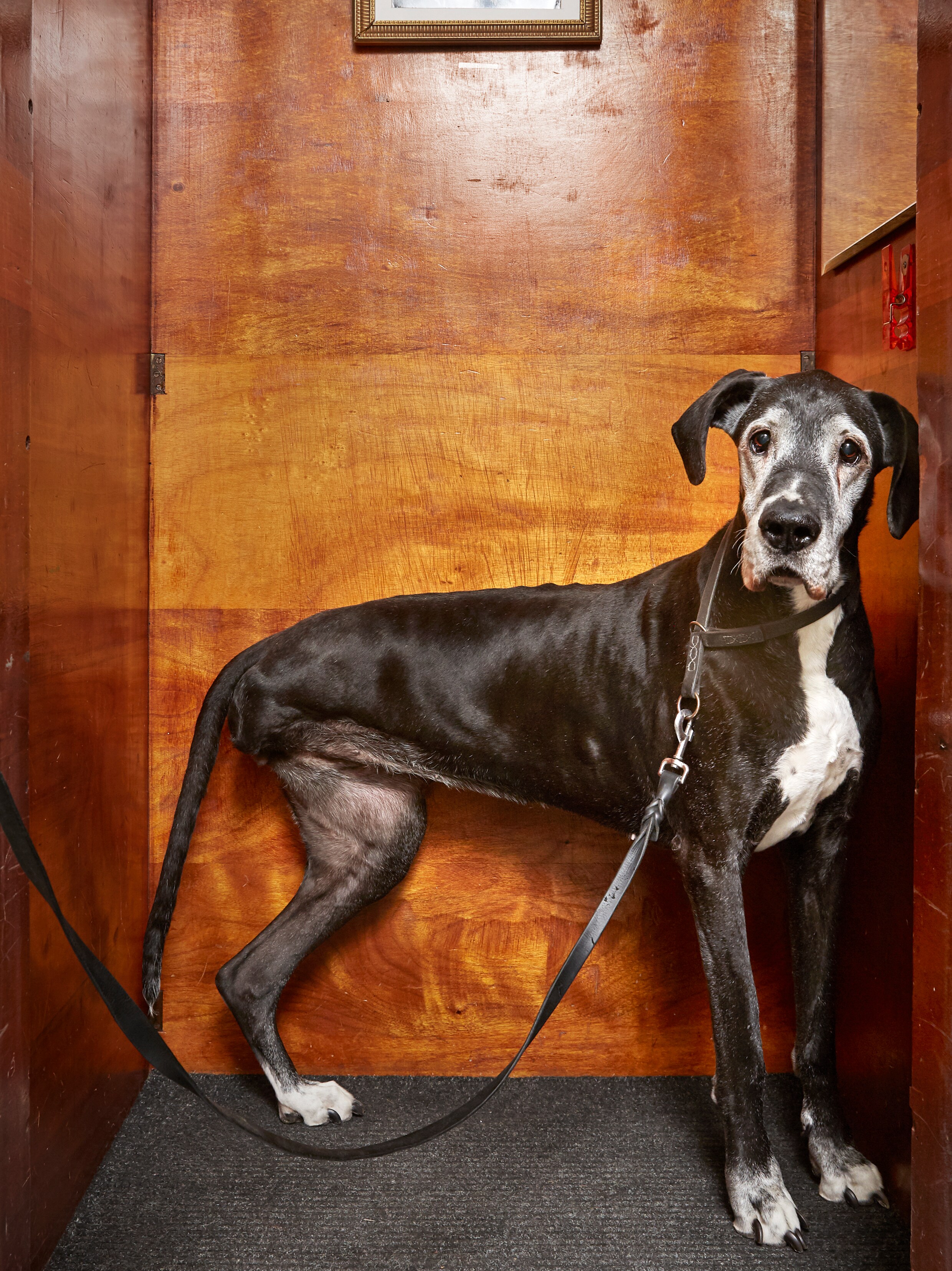 Dierenrijk | Het Parool