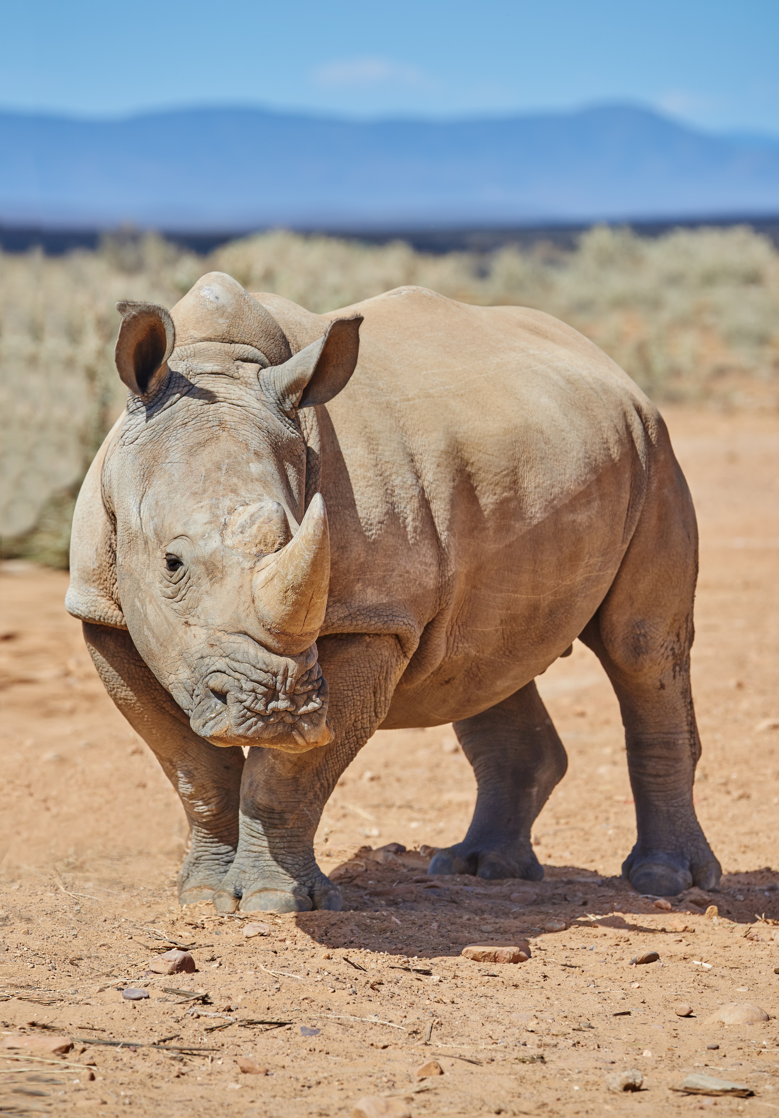 Red de neushoorn, vergiftig zijn hoorn | Het Parool