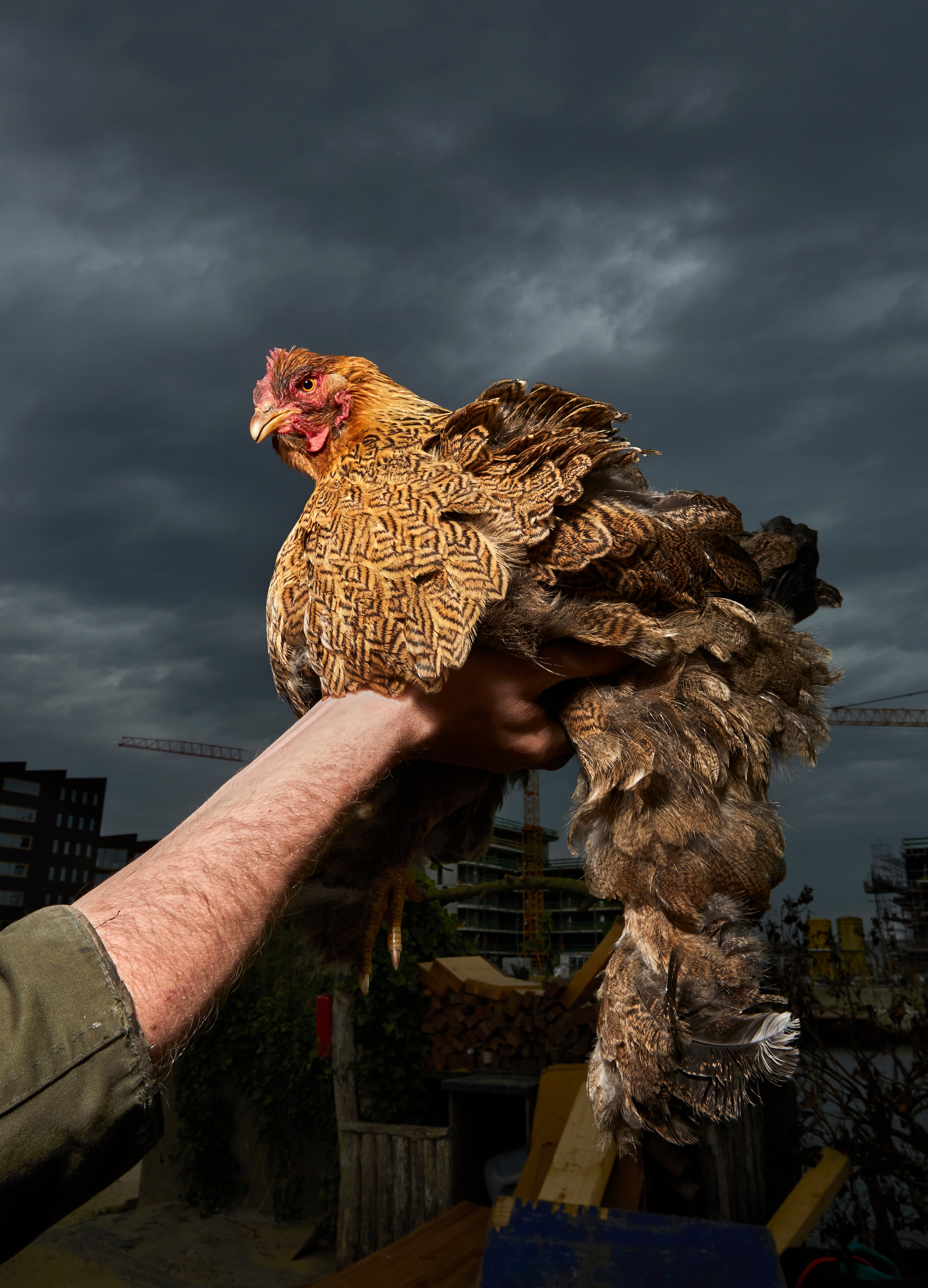 Dierenrijk | Het Parool
