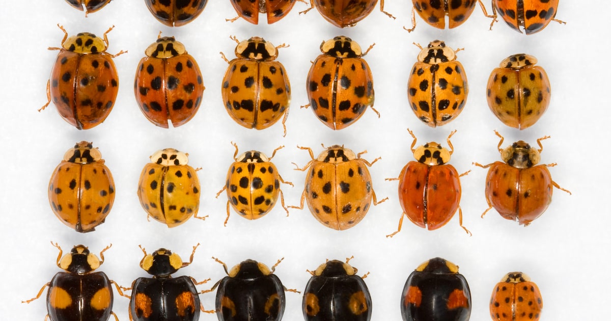 Lastige insecten uit verre landen zijn in opmars | Het Parool