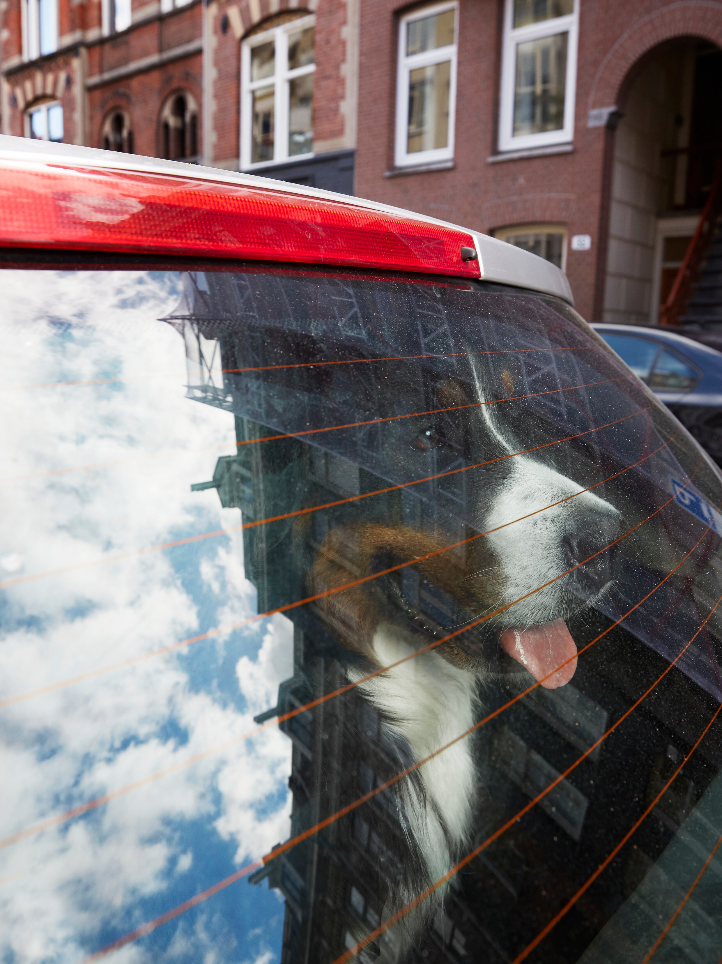 Dierenrijk | Het Parool