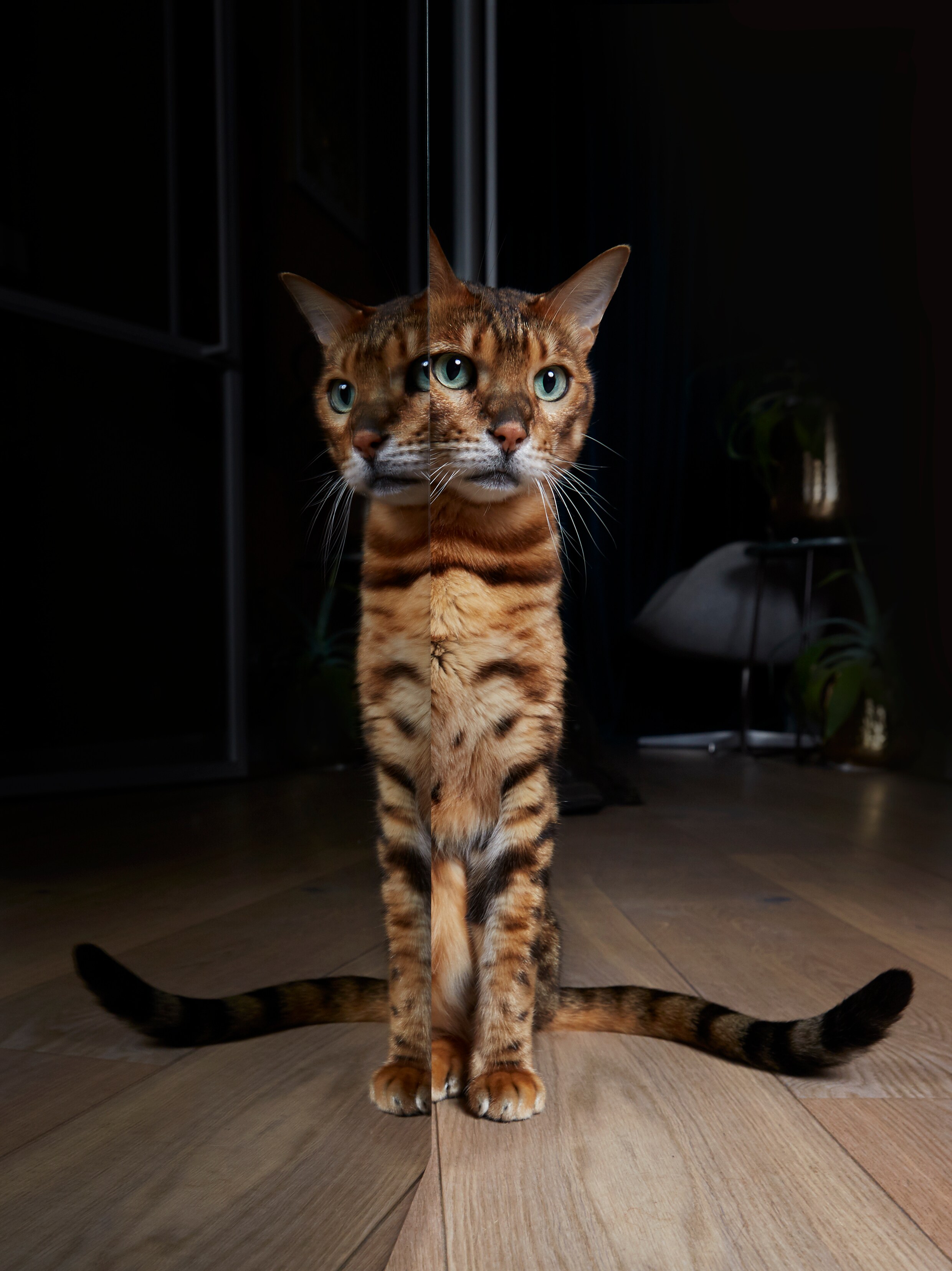 Dierenrijk | Het Parool