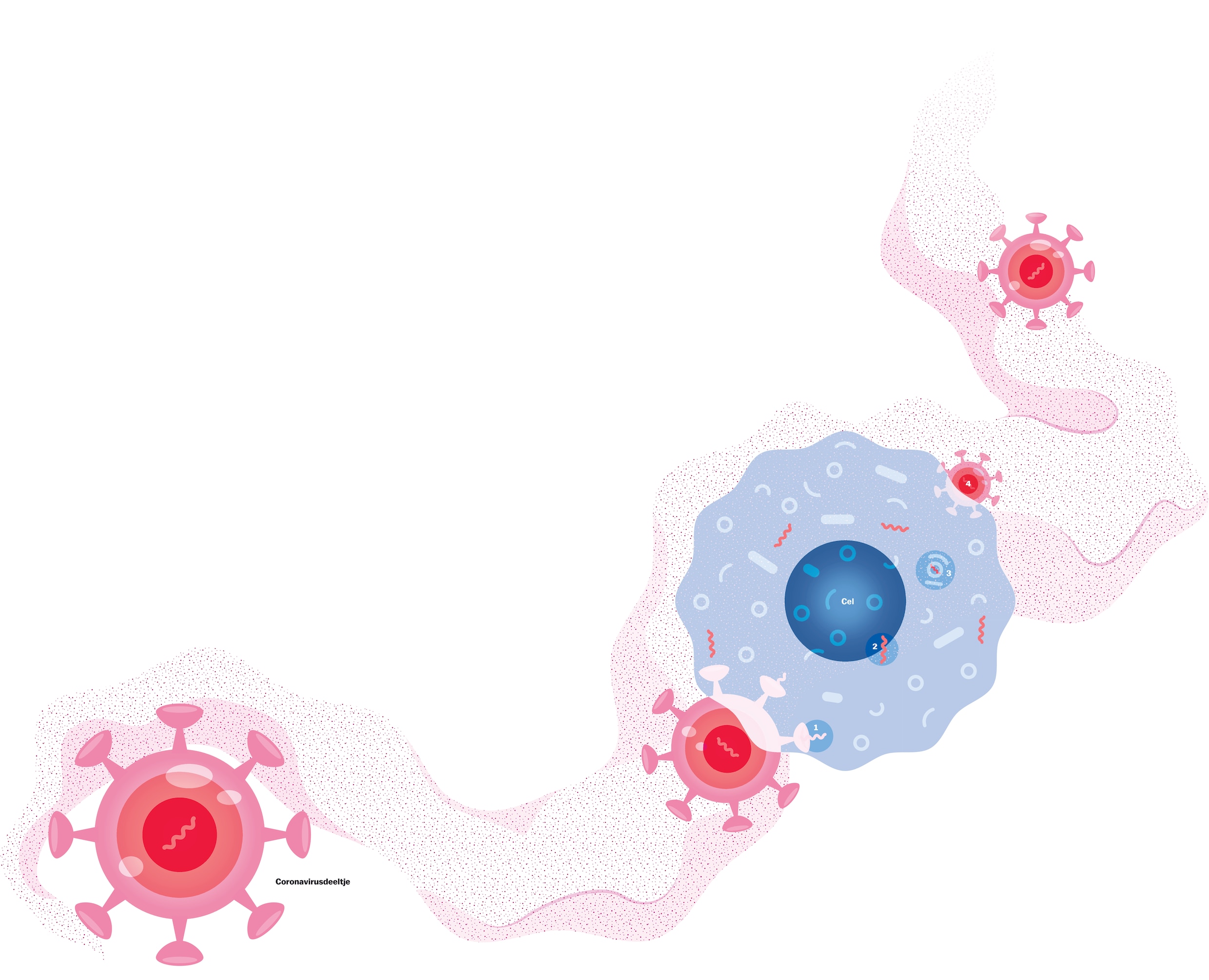 Biologieles: zo verloopt een virusinfectie | Het Parool