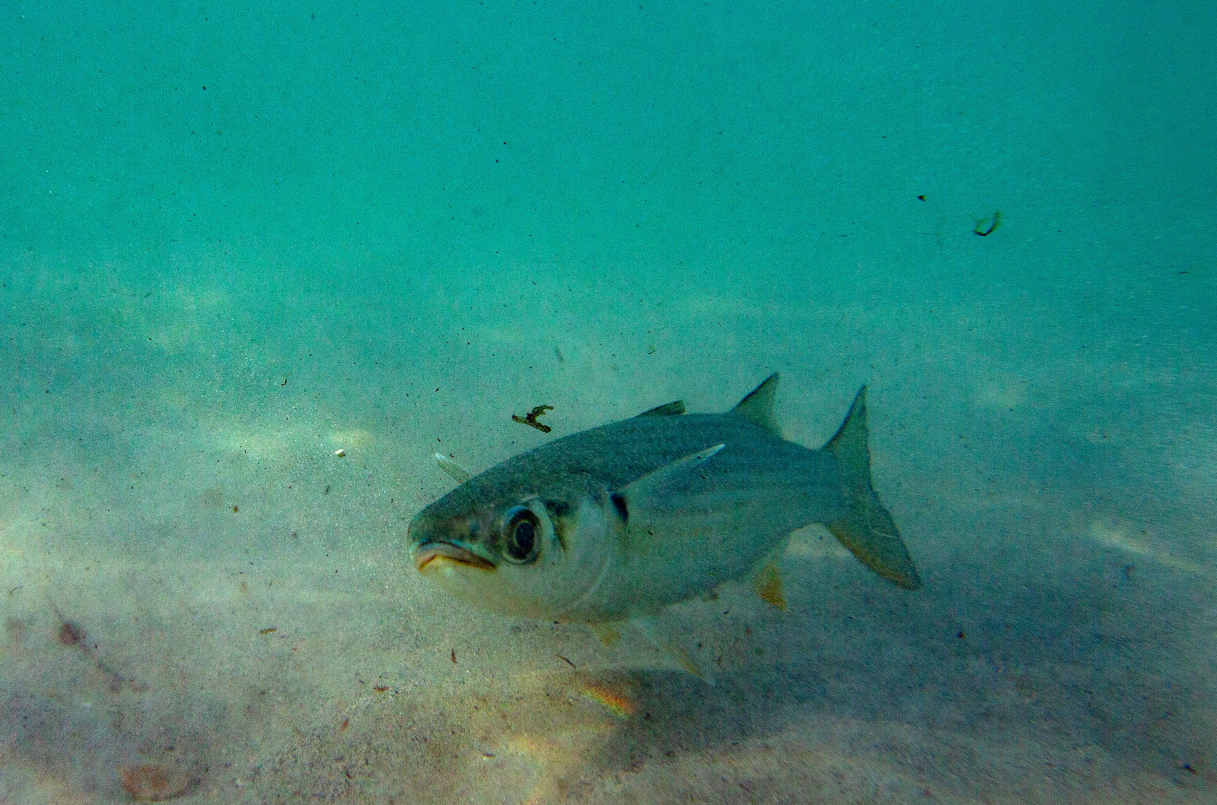 Hoogste concentratie microplastic op zeebodem ooit gemeten | Het Parool