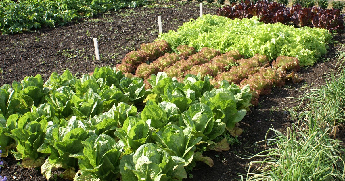 Steeds meer Amsterdamse horeca in de buitenlucht | Het Parool