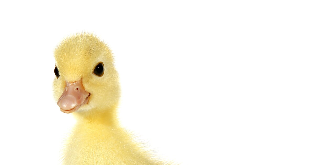 Dierenliefhebber Alwyn broedde een eendenei uit | Het Parool