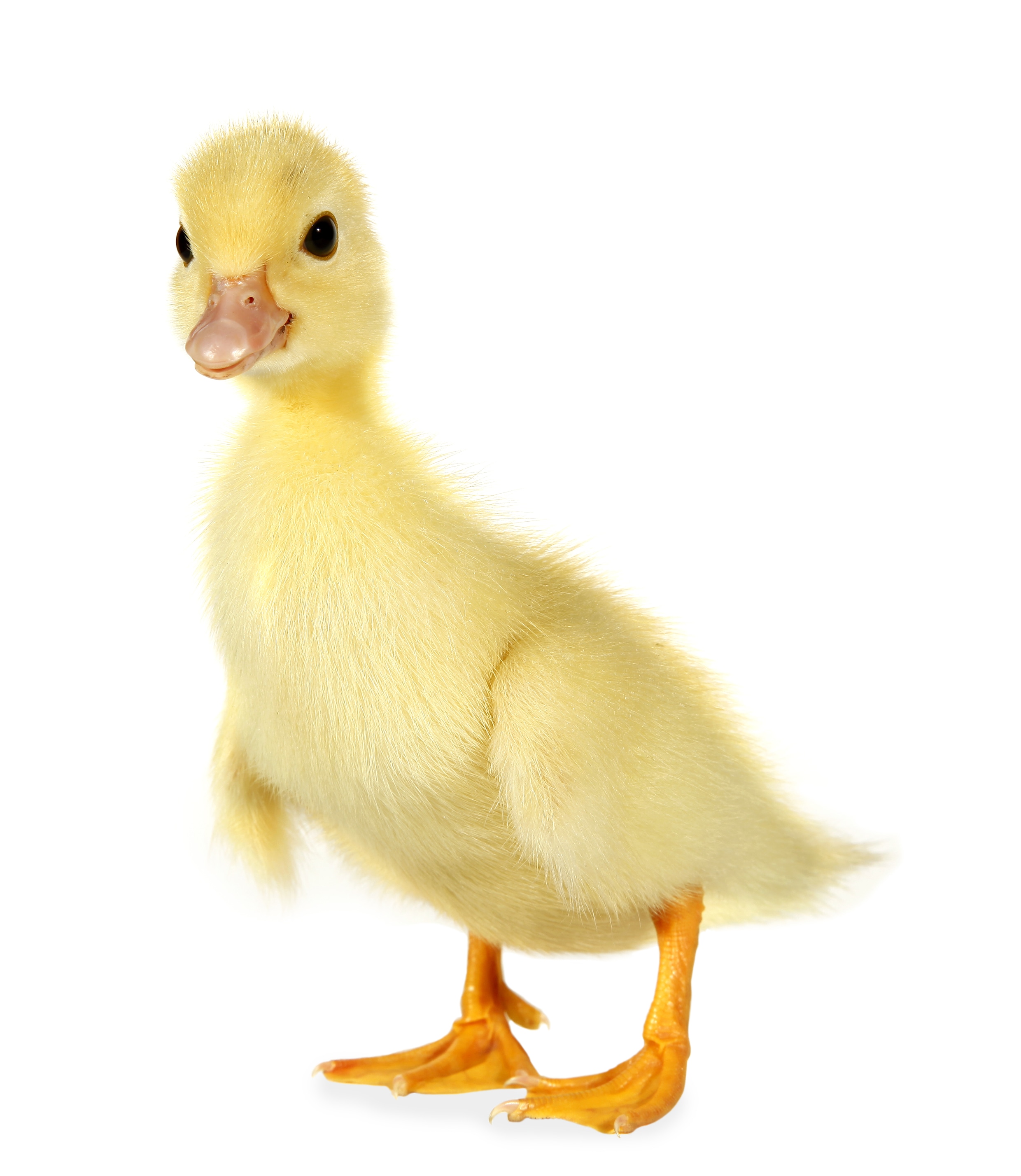 Dierenliefhebber Alwyn broedde een eendenei uit | Het Parool