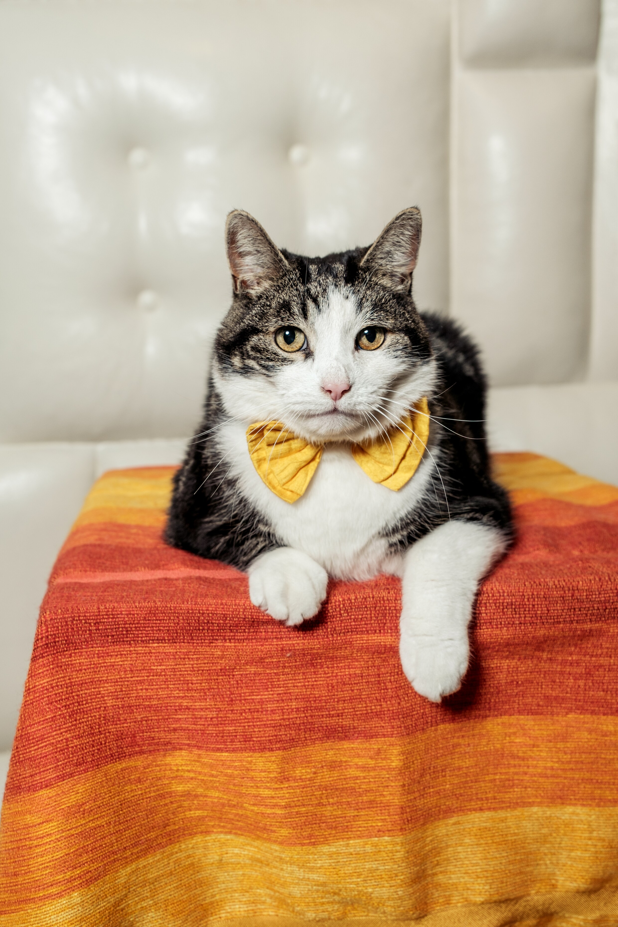 Amsterdam is de ultieme kattenstad, maar hoe komt dat? ‘De kat is woke ...
