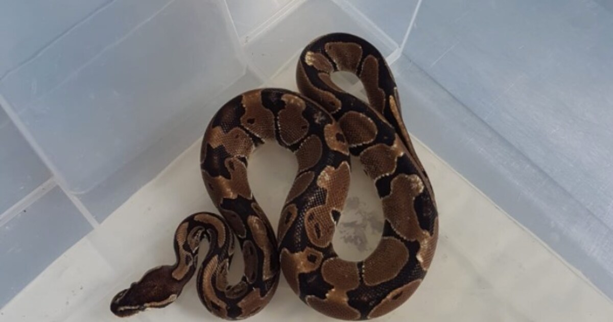 Vrouw in Zuidoost treft een koningspython voor haar raam | Het Parool