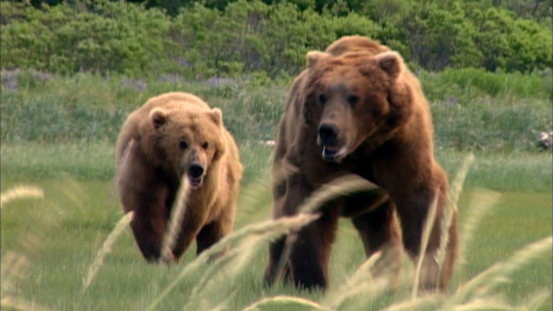Wees een beer en trek je terug met Grizzly Man | Het Parool
