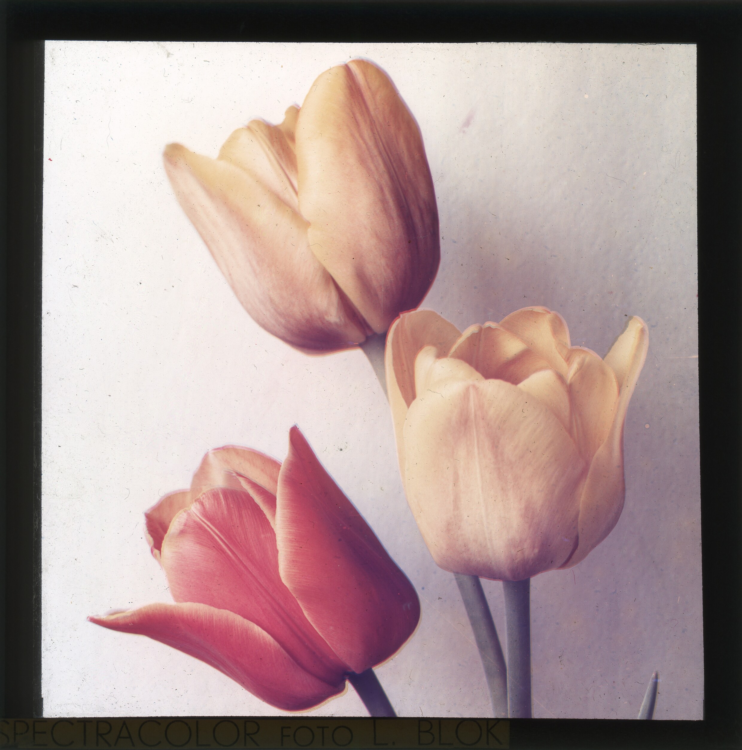 Bloemen zijn nergens zo perfect als op de kunstzinnige foto’s van ...