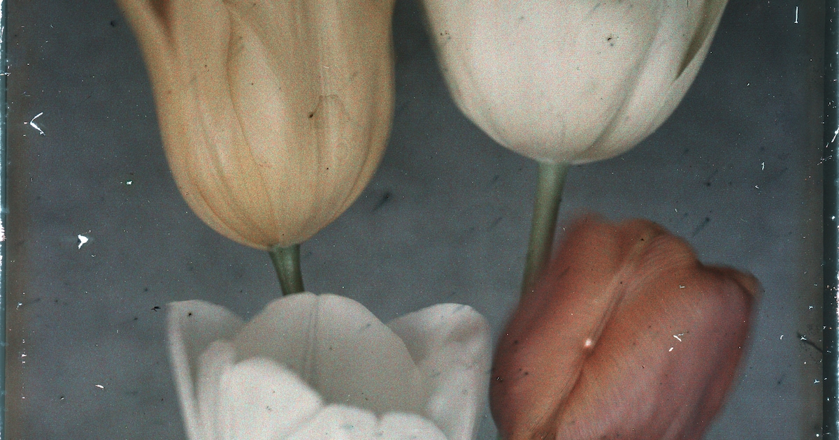 Bloemen zijn nergens zo perfect als op de kunstzinnige foto’s van ...