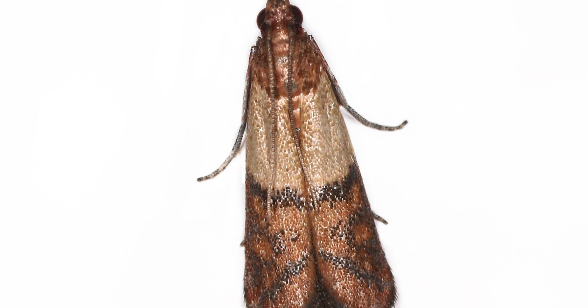 Hoe erg zijn die voedselmotten in de keuken? | Het Parool