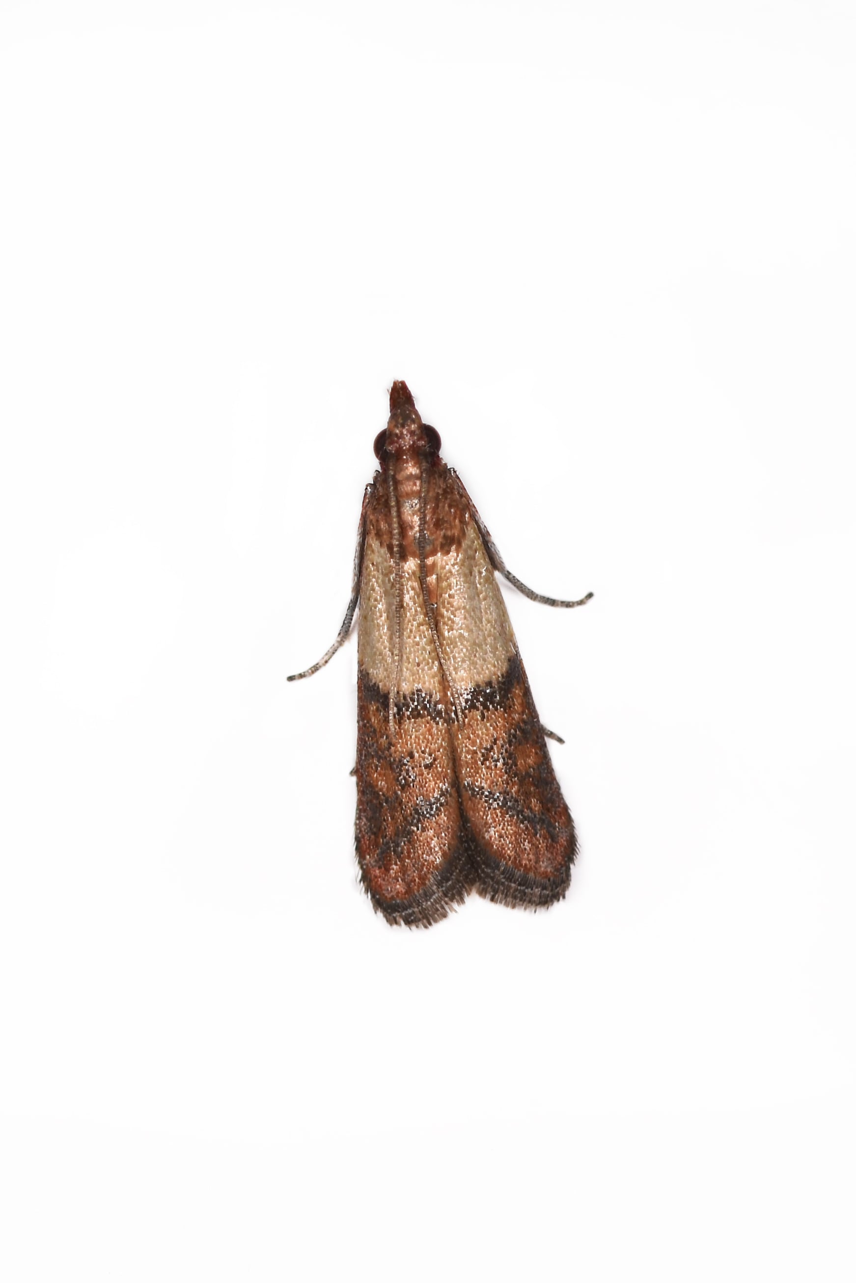 Hoe erg zijn die voedselmotten in de keuken? | Het Parool