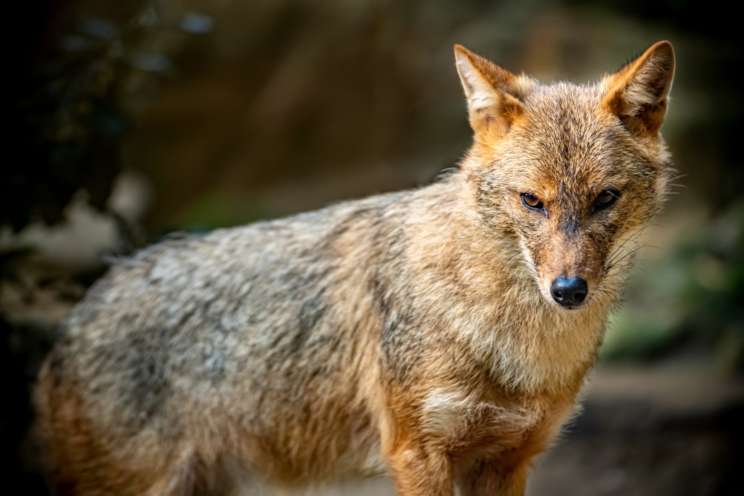 Jakhals, wasbeer, wolf: welke wilde nieuwkomer is de volgende in ...
