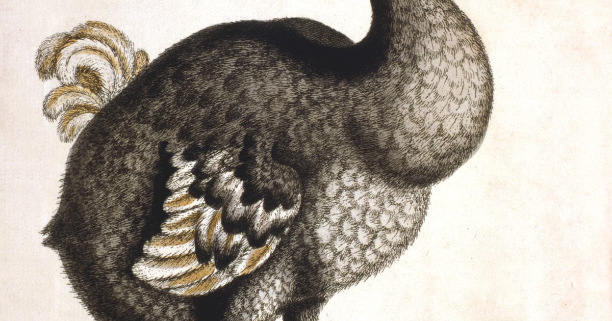 Ecoloog Edwin Pos: ‘Je kunt als soort nog zo goed zijn, soms heb je ...