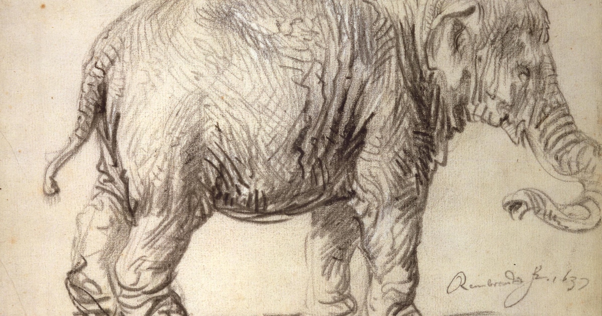 Rembrandt schetste olifant Hansken naar het leven, snel, maar virtuoos ...