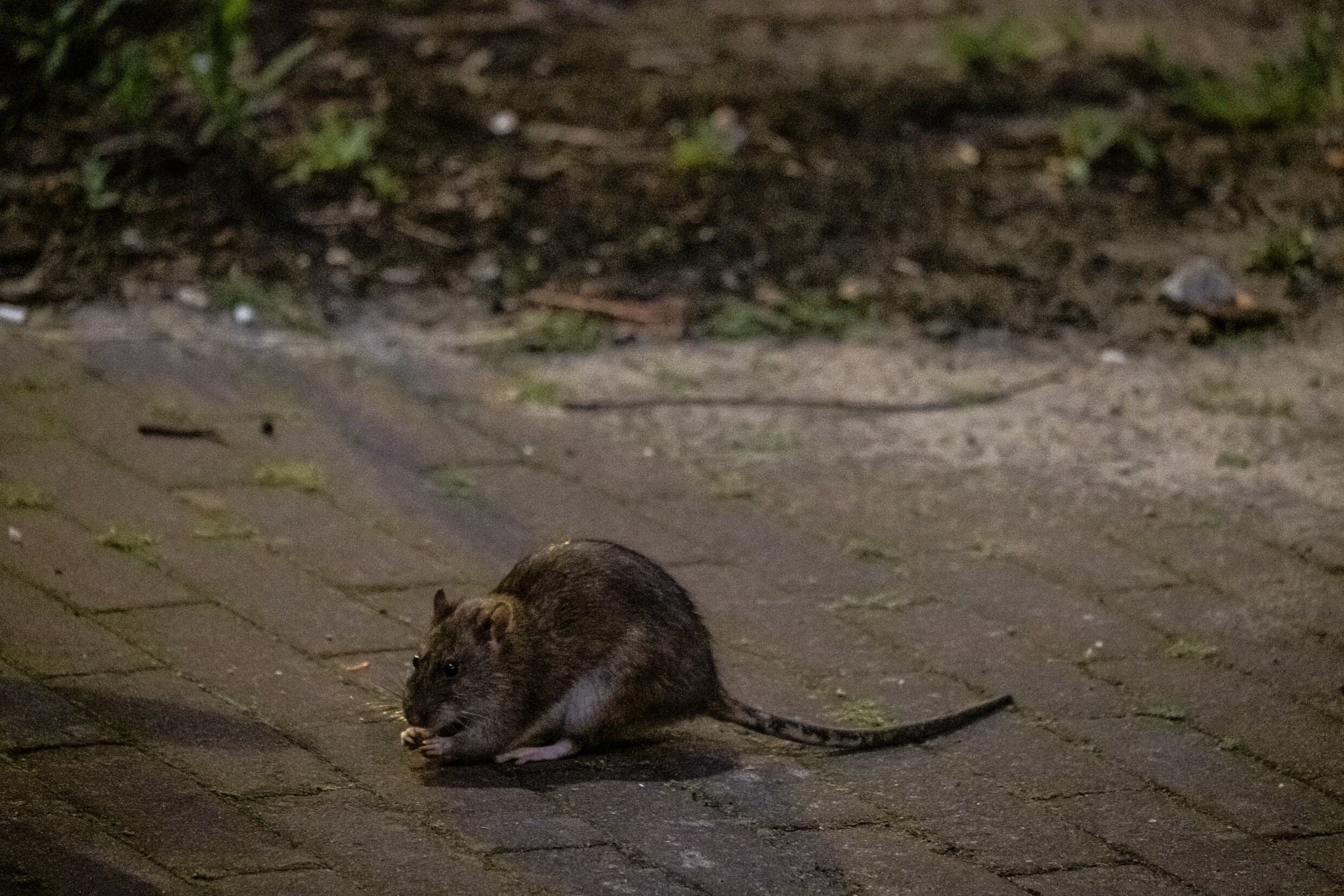 Wat houdt ratten nog tegen nu gif verboden is? ‘Er dreigt grote chaos ...