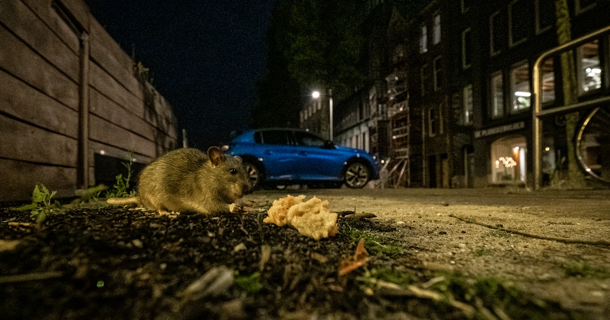 Ratten overspoelen Amsterdam: ‘Een vuilcontainer is een feestmaal ...